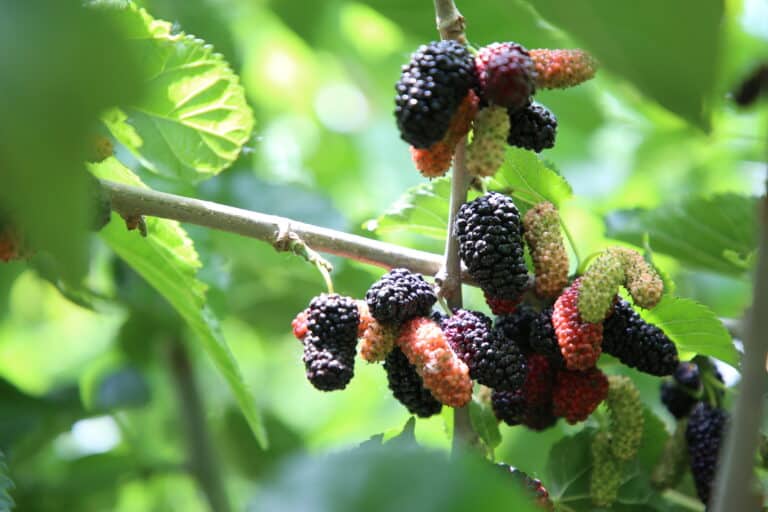 Maulbeere - so bezaubernd ist diese unbekannte Frucht!