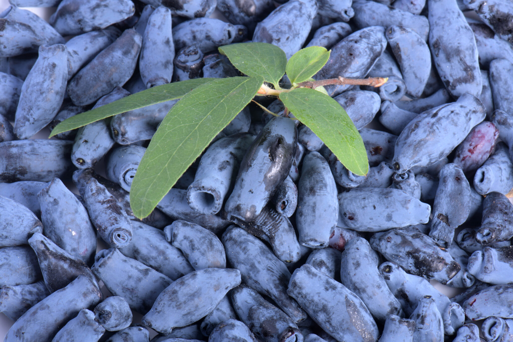Blaues Obst: 6 gesunde Sorten (mit Bildern) - foodwissen.de