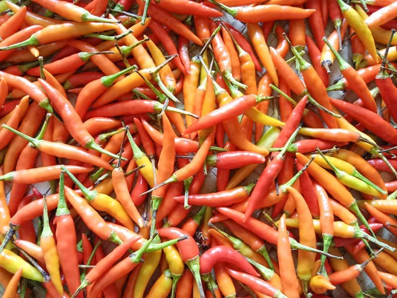 Oranges Gemüse: 6 leckere Sorten (mit vielen Bildern) - foodwissen.de