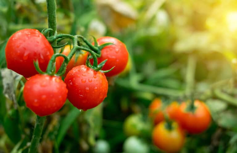 Gemüse mit D am Anfang (Liste mit vielen Bildern) - foodwissen.de