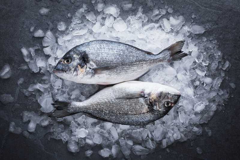 Dorade einfrieren & auftauen - so geht's richtig