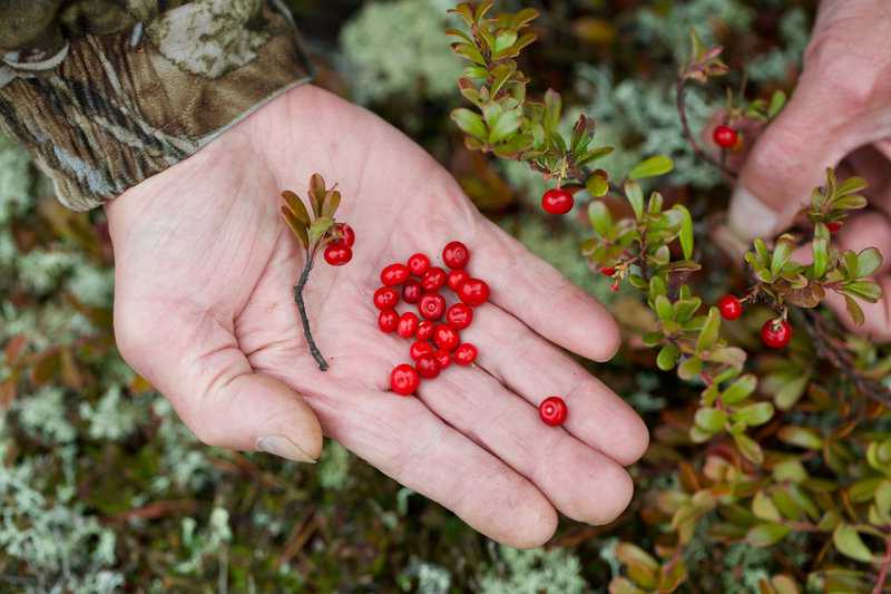 Obst mit A am Anfang (Liste mit vielen Bildern) - foodwissen.de