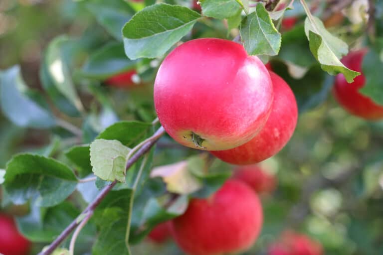 Obst mit D am Anfang (Liste mit vielen Bildern) - foodwissen.de