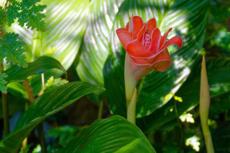 Obst mit F am Anfang (Liste mit vielen Bildern) - foodwissen.de