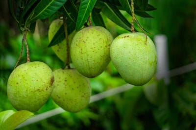 Obst mit F am Anfang (Liste mit vielen Bildern) - foodwissen.de