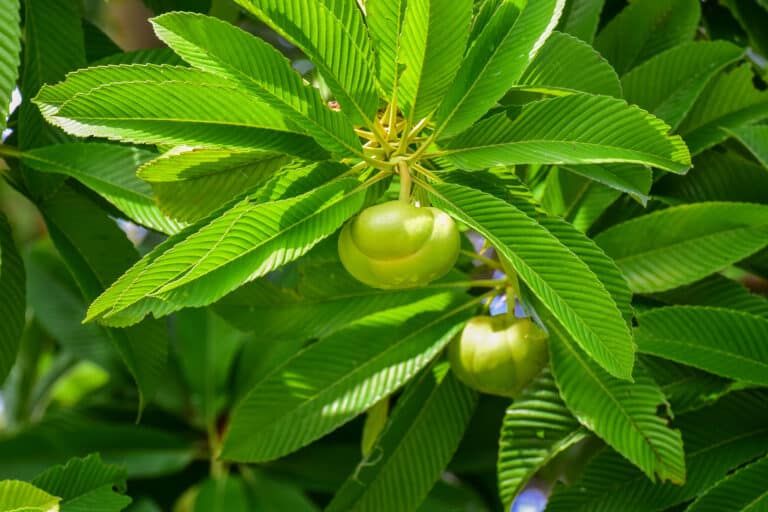 Obst mit I am Anfang (Liste mit vielen Bildern) - foodwissen.de