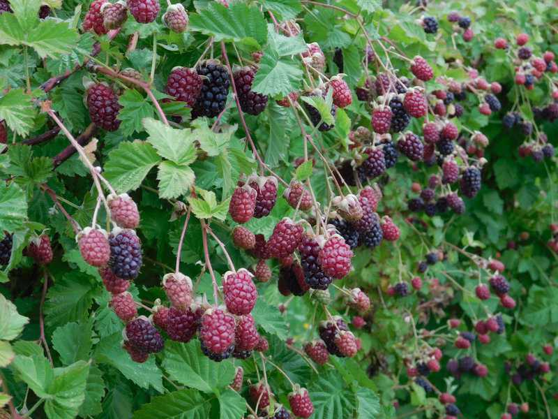 Obst mit M am Anfang (Liste mit vielen Bildern) - foodwissen.de