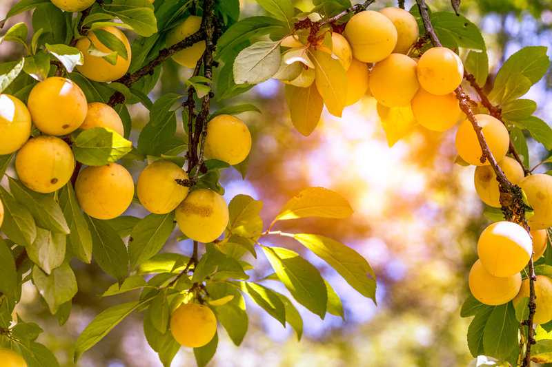 Obst mit M am Anfang (Liste mit vielen Bildern) - foodwissen.de