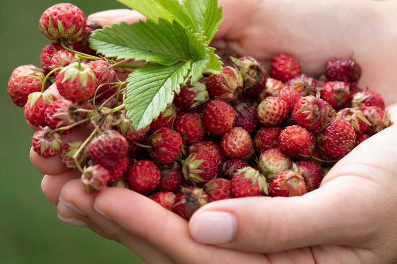 Obst mit W am Anfang (Liste mit vielen Bildern) - foodwissen.de
