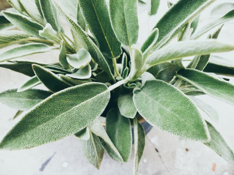 Salbei / Salbeitee in der Schwangerschaft - foodwissen.de