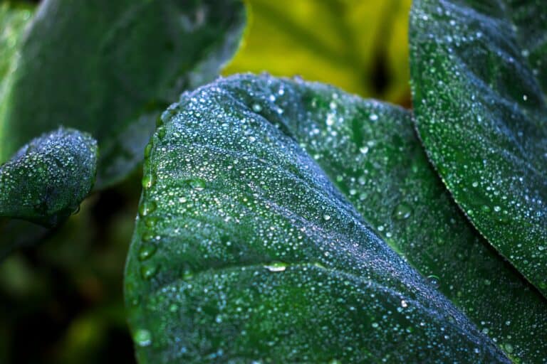 Gemüse mit X am Anfang (Liste mit vielen Bildern) - foodwissen.de