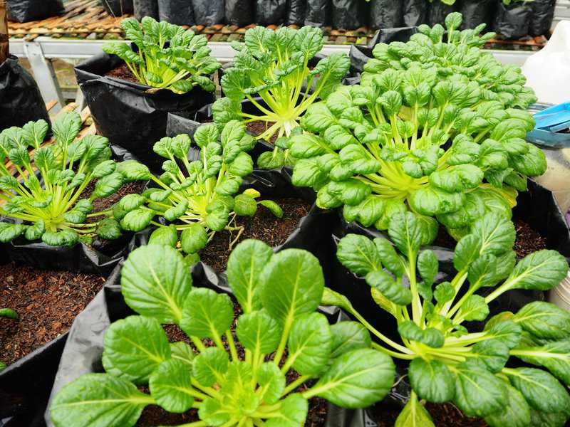 Gemüse mit N am Anfang (Liste mit vielen Bildern) - foodwissen.de