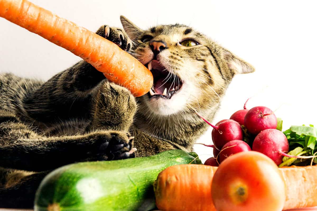 Darum darf deine Katze Karotten essen - foodwissen.de