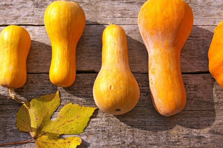 Essbare Kürbissorten: Alle 15 Kürbisse mit Bildern (Liste) - foodwissen.de