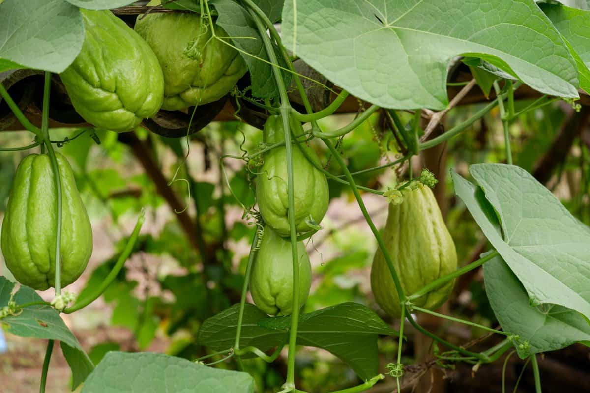 Die 9 leckersten exotischen Gemüsesorten (Liste mit Bildern) - foodwissen.de
