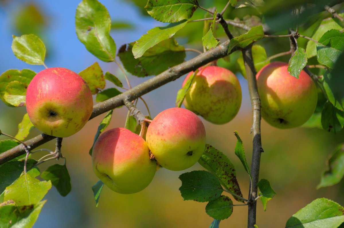 Saure Apfelsorten: Alle 15 Äpfel mit Bildern - foodwissen.de