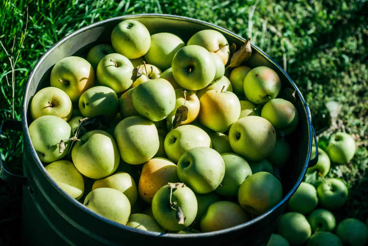 Späte Apfelsorten: Alle 14 Äpfel mit Bildern - foodwissen.de