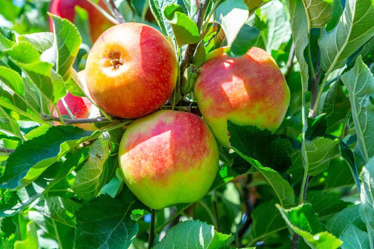 Saure Apfelsorten: Alle 15 Äpfel mit Bildern - foodwissen.de