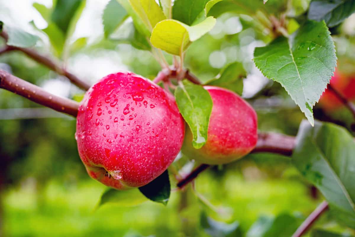 Späte Apfelsorten: Alle 14 Äpfel mit Bildern - foodwissen.de