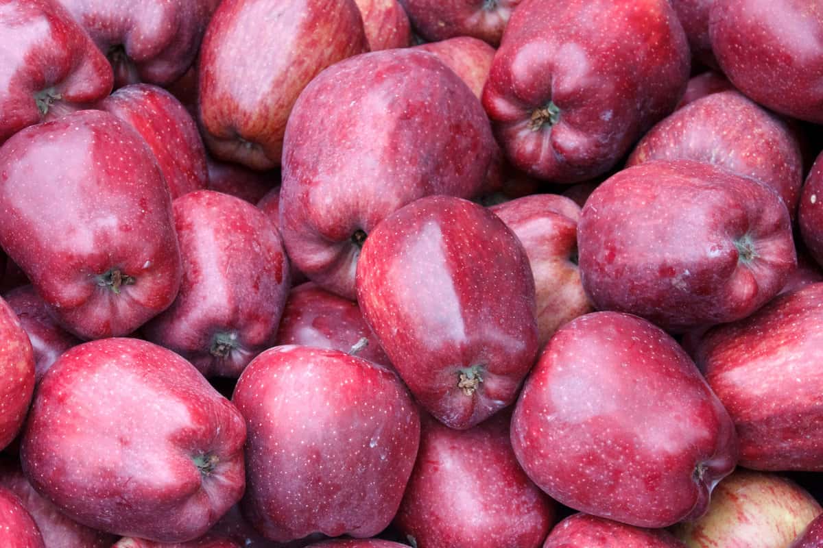 Späte Apfelsorten: Alle 14 Äpfel mit Bildern - foodwissen.de