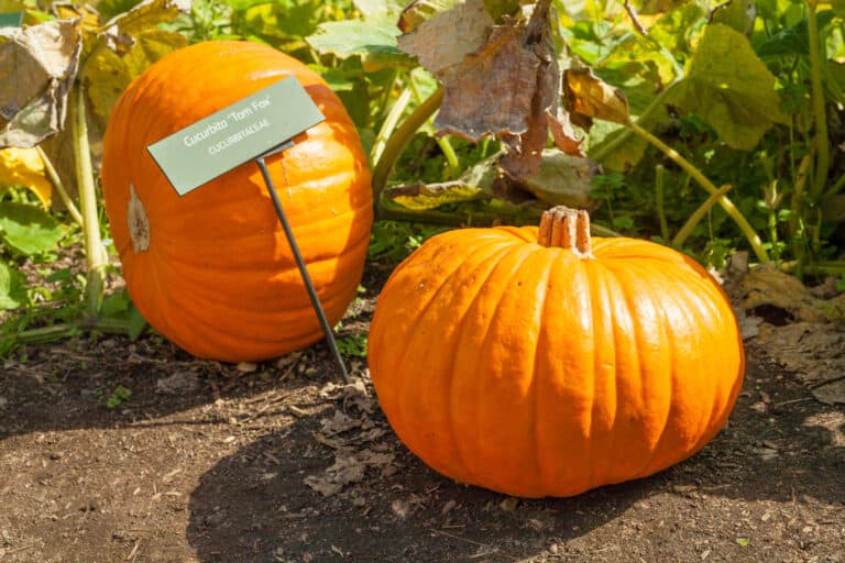 Orange Kürbissorten: Alle 20 Kürbisse mit Bildern - foodwissen.de