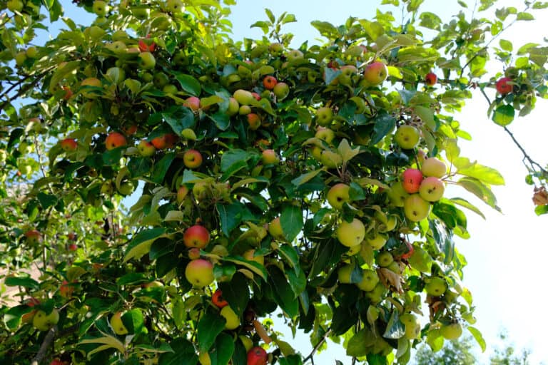 Frühe Apfelsorten: Alle 15 Äpfel mit Bildern - foodwissen.de