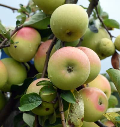 Grüne Apfelsorten: Alle 11 Äpfel mit Bildern - foodwissen.de